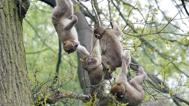 Aber er stukket af fra zoo | Ultra Nyt | DR