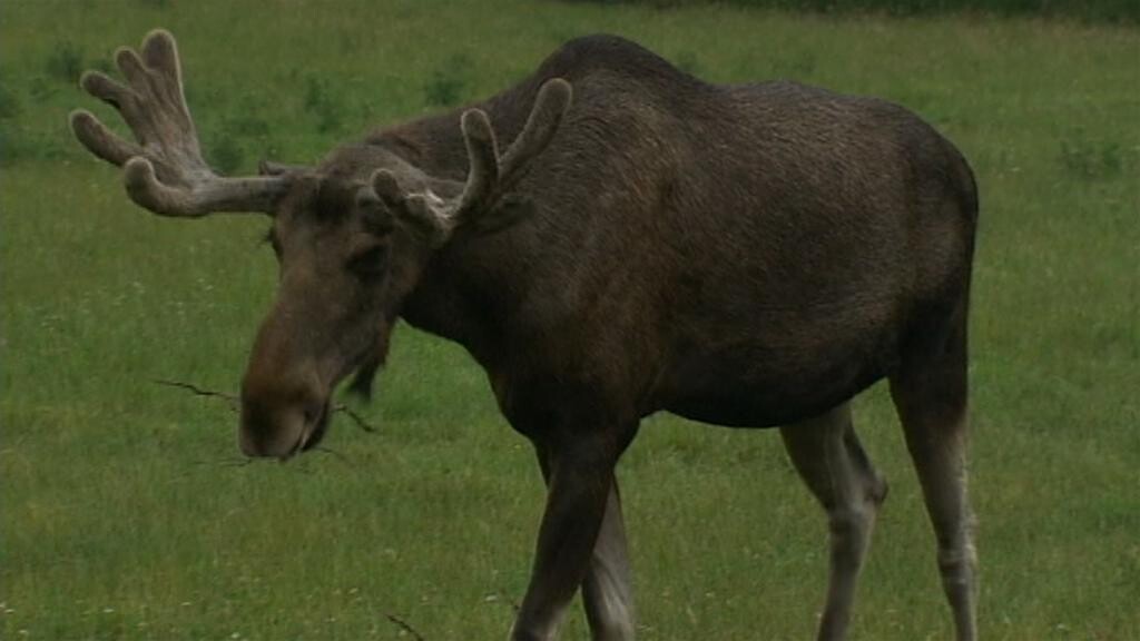 Elgen kommer til Danmark igen | Ultra Nyt | DR