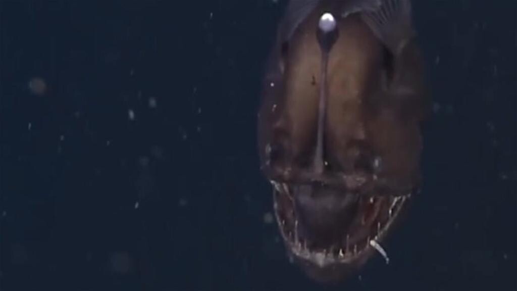 Monsterfisken filmet for første gang | Ultra Nyt | DR