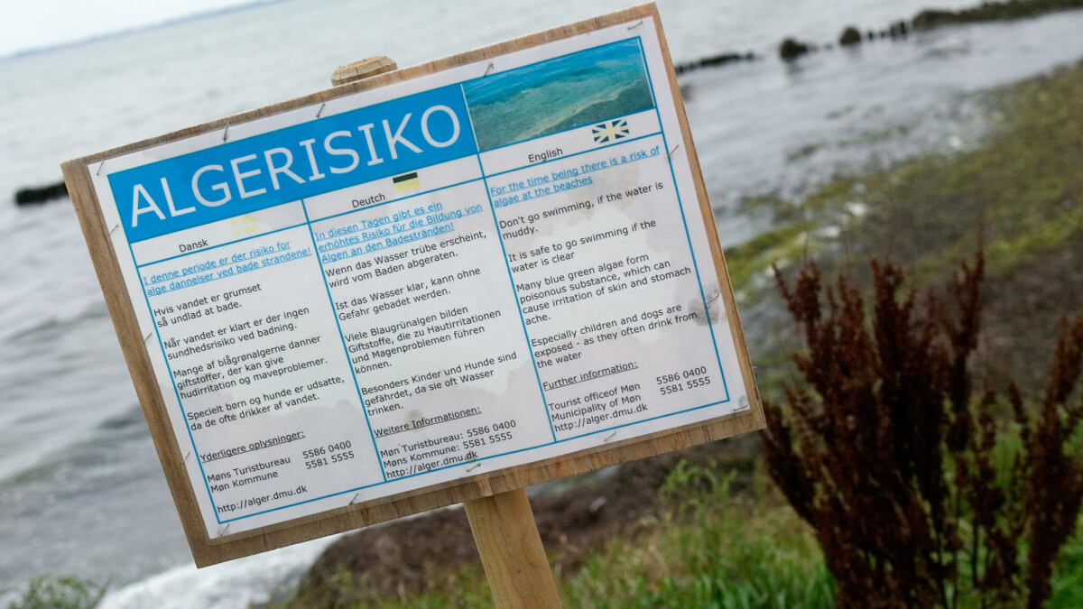 Usædvanlig mange alger truer dyrelivet | Fyn | DR