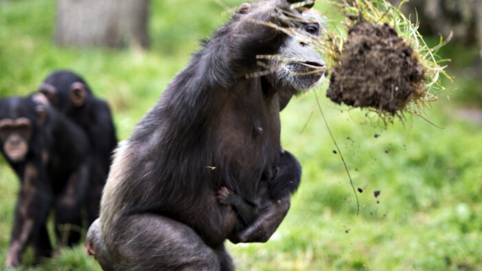 Forskning afslører hvorfor chimpansen er så stærk | Naturvidenskab | DR