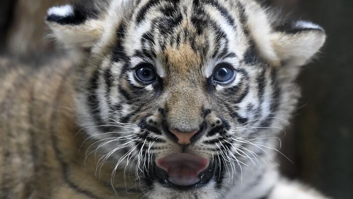 WWF: Handel med truede dyr eksploderer i Asien | Udland | DR