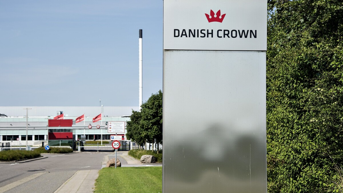 Strejke lammer Danish Crown i Horsens | Østjylland | DR