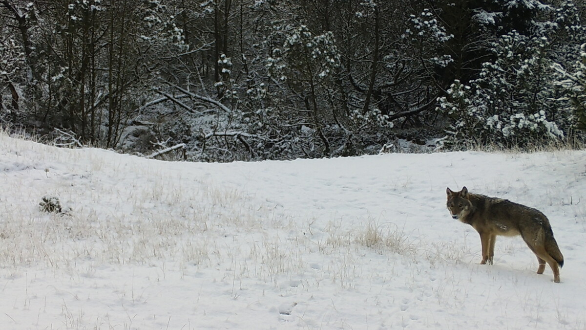 Ny rapport: Fire ulve er forsvundet i Danmark | Ligetil | DR