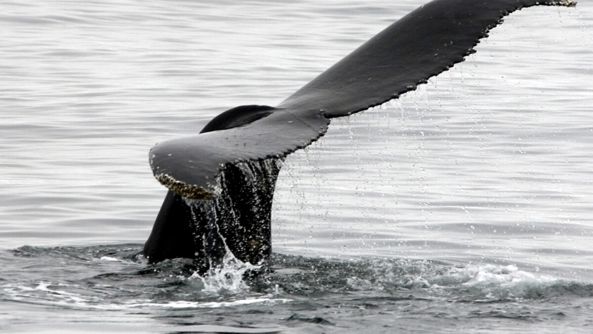 Hval spottet ved Østfyn: Formentlig en pukkelhval | Fyn | DR