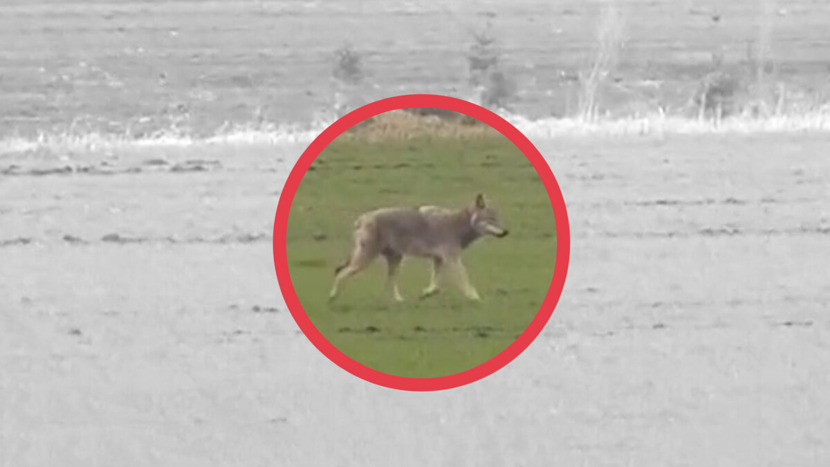 Ekspert om ulve-video: Hvis dét er en problemulv, så er alle ulve ...