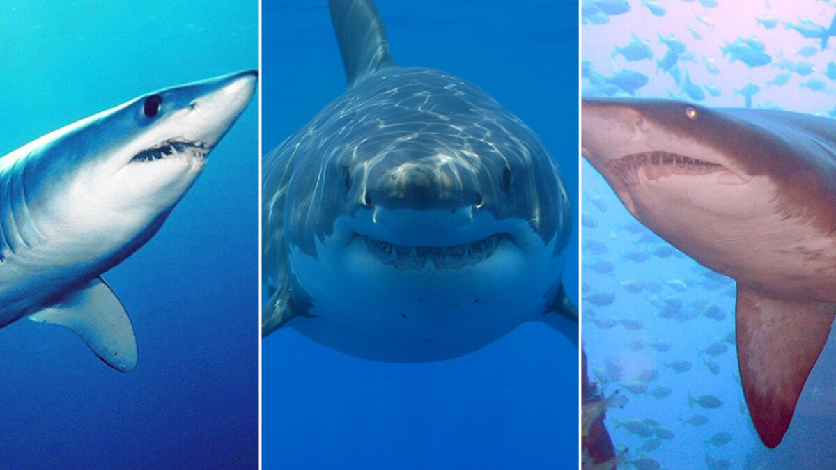 SE LISTEN: 3 hajer der kan komme til Danmark | Klima | DR