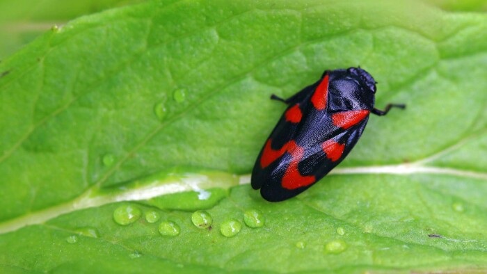 Se vores nye kryb: Klimaforandringer lokker insekter til Danmark ...