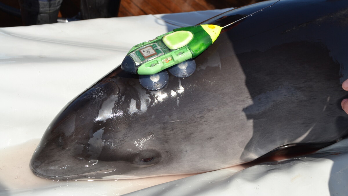 Bikini-krop og vinterdunk: Sådan holder Danmarks mindste hval varmen ...