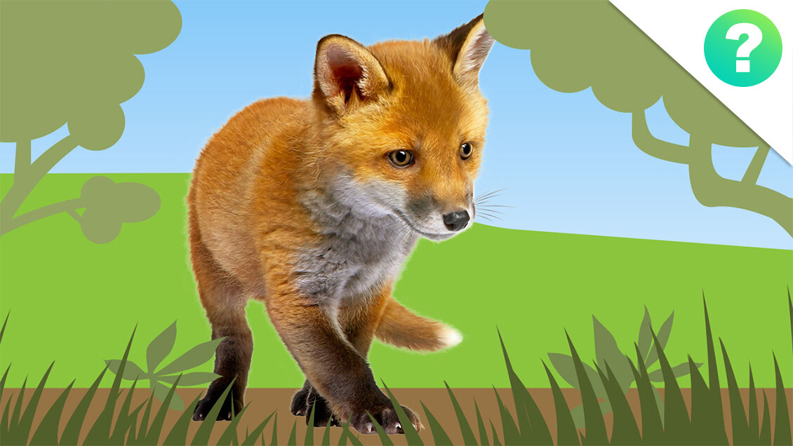 QUIZ: Hvor meget ved du om Mikkel ræv? | Ultra Nyt | DR