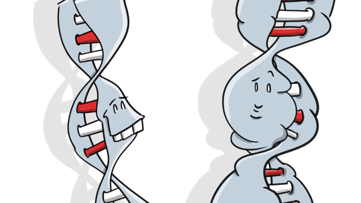 Tyk eller tynd? Dine gener er med til at bestemme din vægt | Kroppen | DR