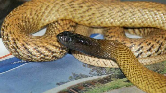 Politiet beslaglægger 45 giftslanger i stor aktion | Ligetil på ...