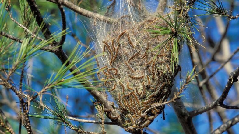 Giftige larver er på vej til Danmark | Indland | DR
