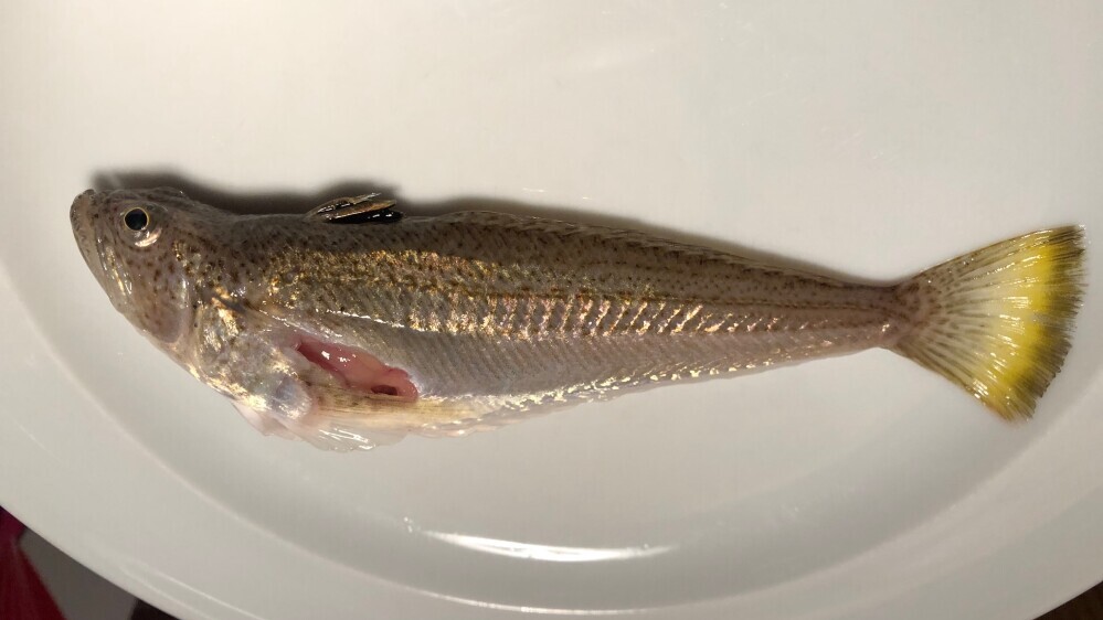 Danmark har fået endnu en giftig fisk | Ligetil på tegnsprog | DR