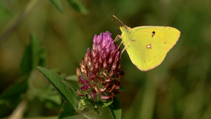Varmen i Sydeuropa har sendt sjældne sommerfugle til Danmark | Bornholm ...