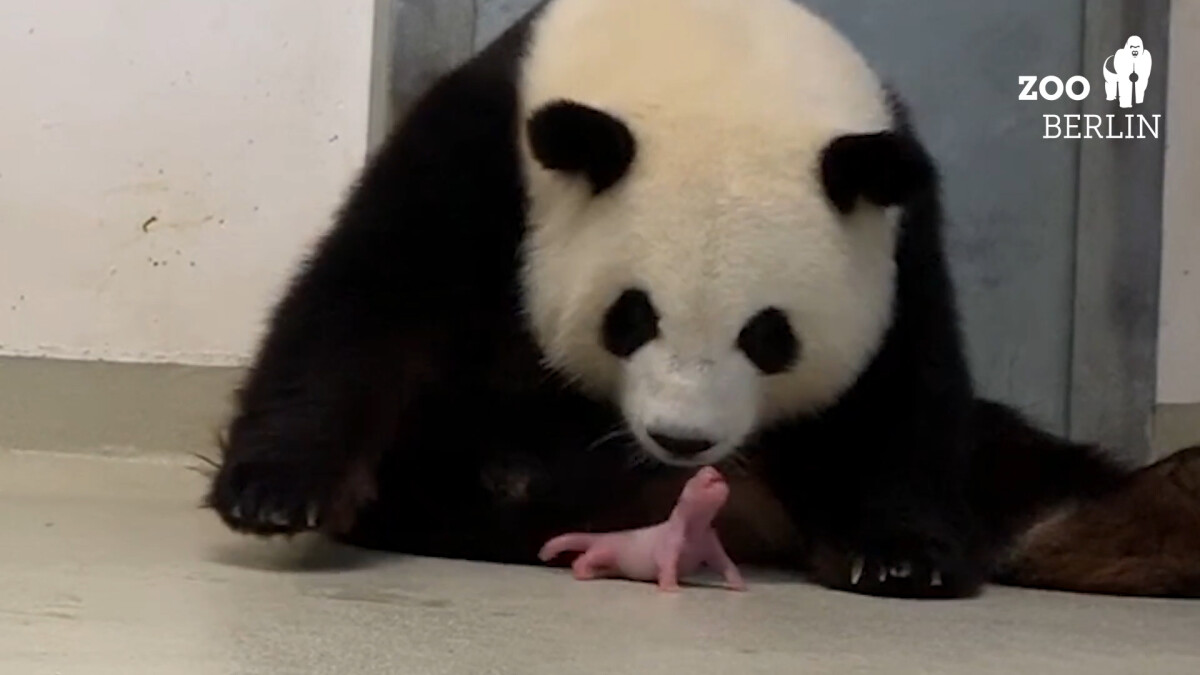 Zoo Berlin har fået historiske pandaunger | Udland | DR