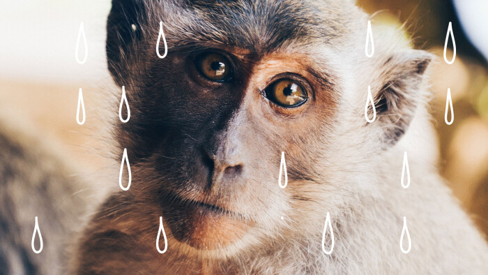 Buksevand og øgenavne: Vi har arvet mobning fra aberne | Kroppen | DR