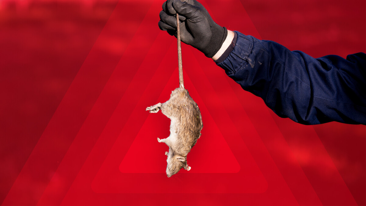 Fy for pokker! Du spotter en rotte. Hvad gør du? Test dig selv her ...