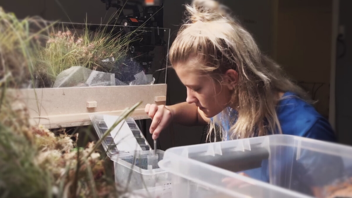 Bag kameraet på 'Vilde vidunderlige Danmark': Hjælpsomme myrer og ...