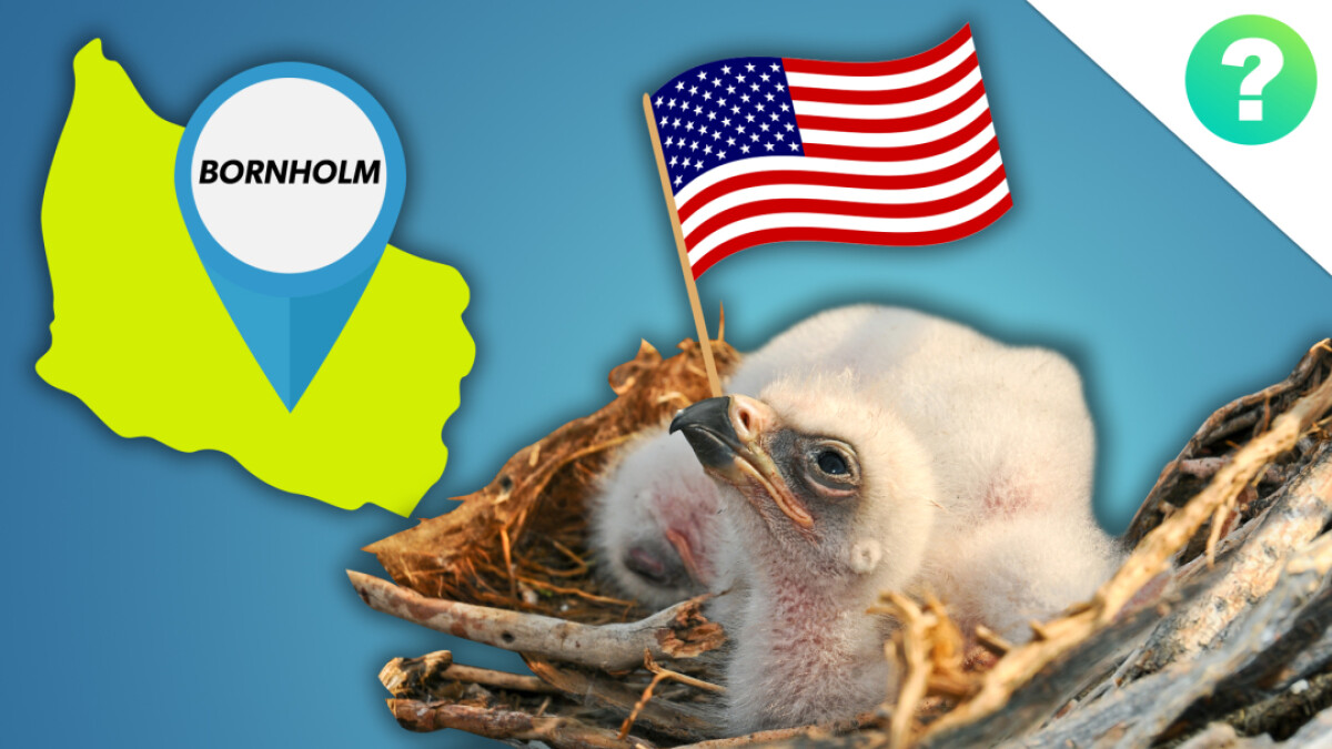 QUIZ: Hvad skete der med ørneungen? | Ultra Nyt | DR