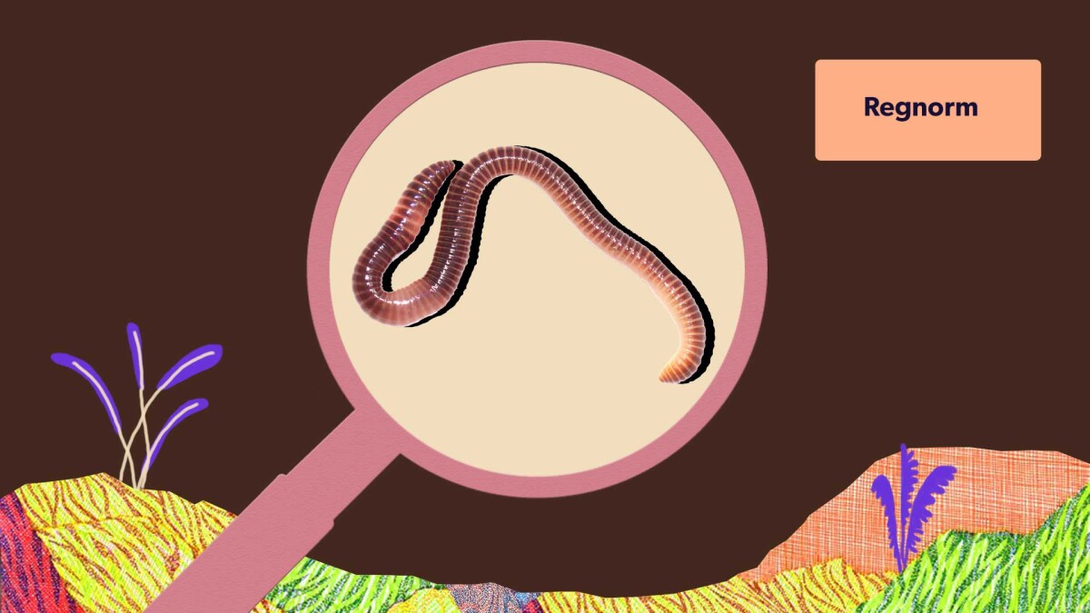 Regnorm | Natur & Teknologi Indskoling | DR