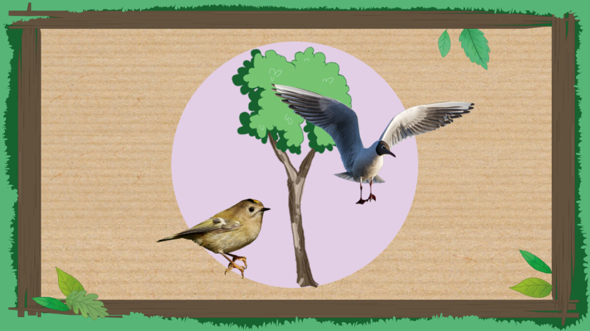 Fugleguide til pædagoger | Natur, udeliv og science | DR