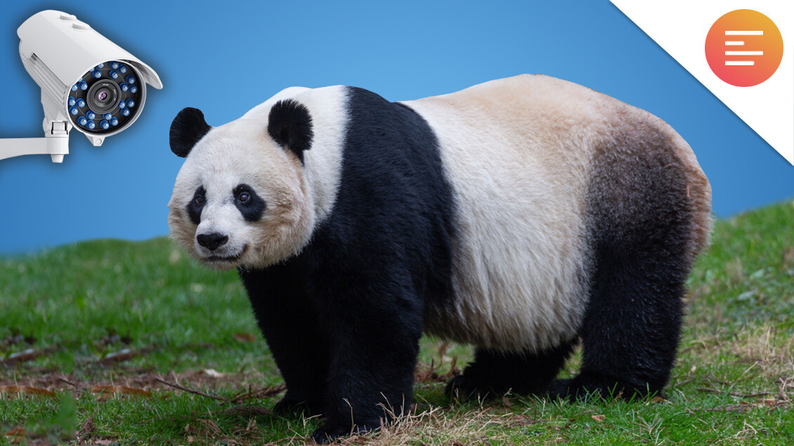 Pandaunge(r) på vej | Ultra Nyt | DR
