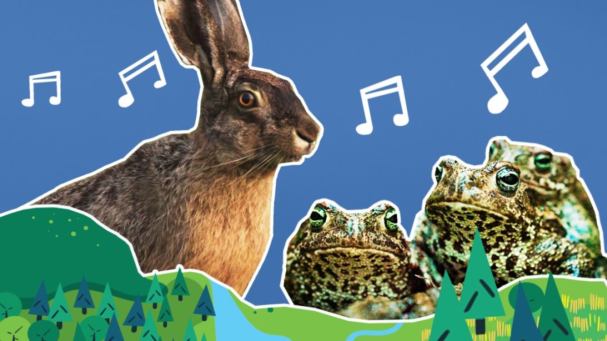 Syng med vilde vidunderlige dyr | Natur, udeliv og science | DR