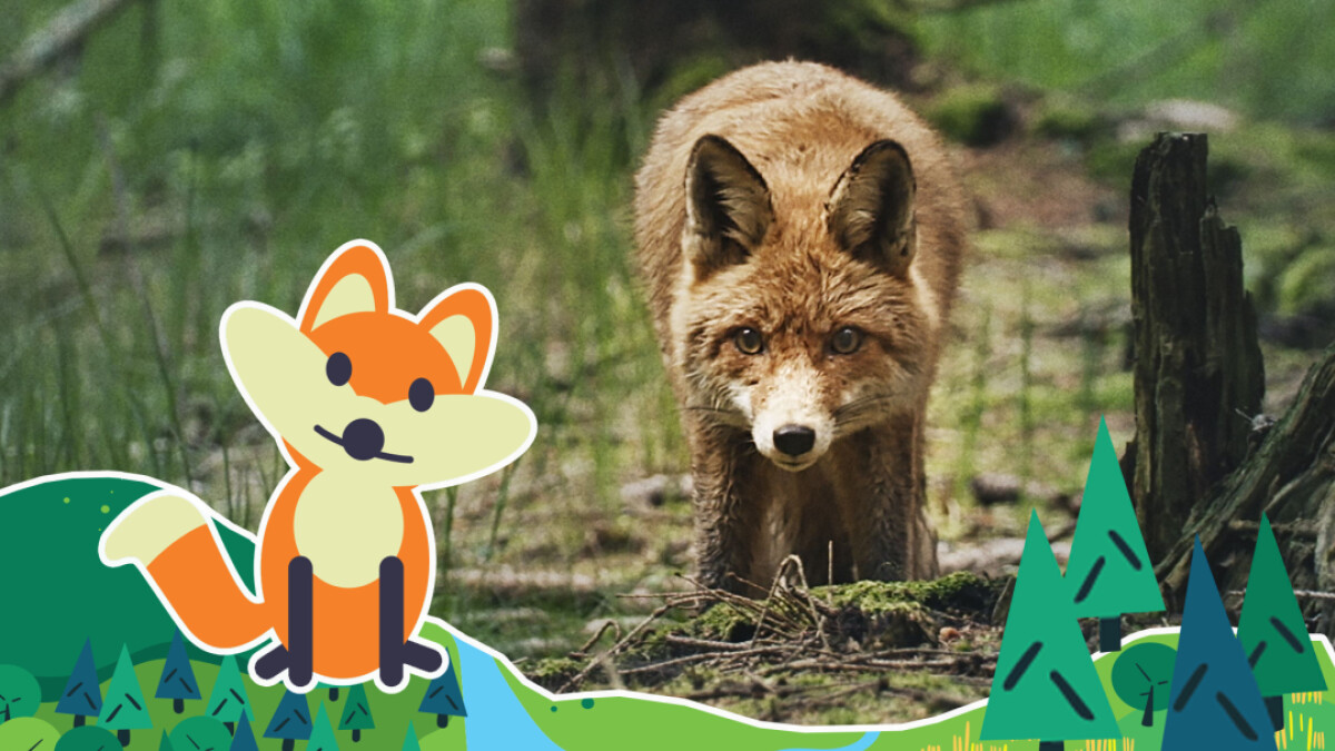 Ræv | Natur, udeliv og science | DR