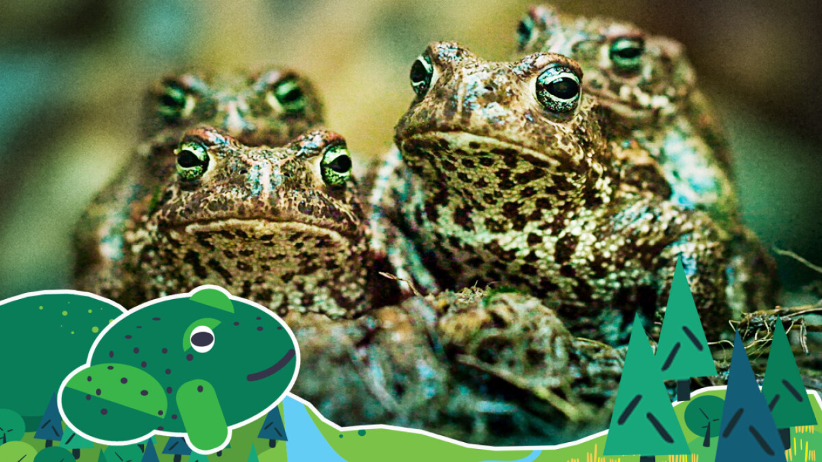 Strandtudse | Natur, udeliv og science | DR