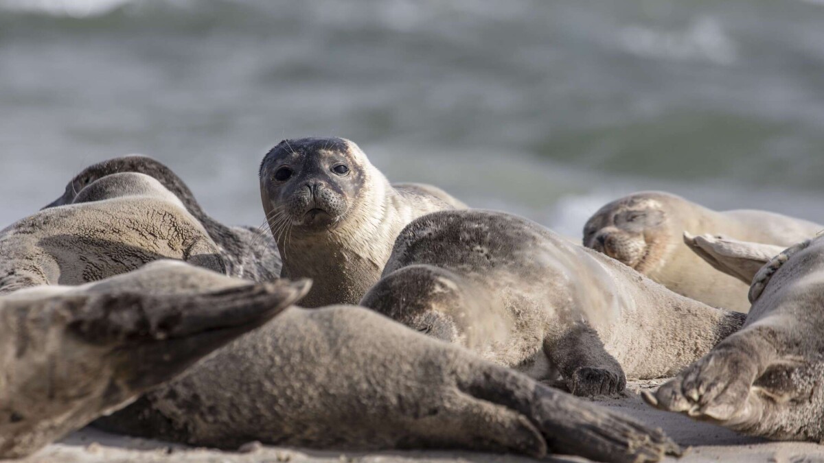 Paddleboards og kitesurfere forstyrrer sæler, marsvin og ynglefugle ...