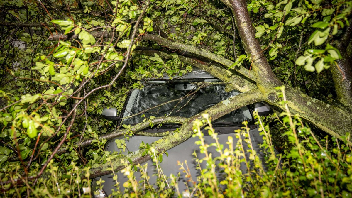 Stærk sommerblæst får flere træer til at bukke under: Sådan spotter du ... Stærk sommerblæst får flere træer til at bukke under: Sådan spotter du ...