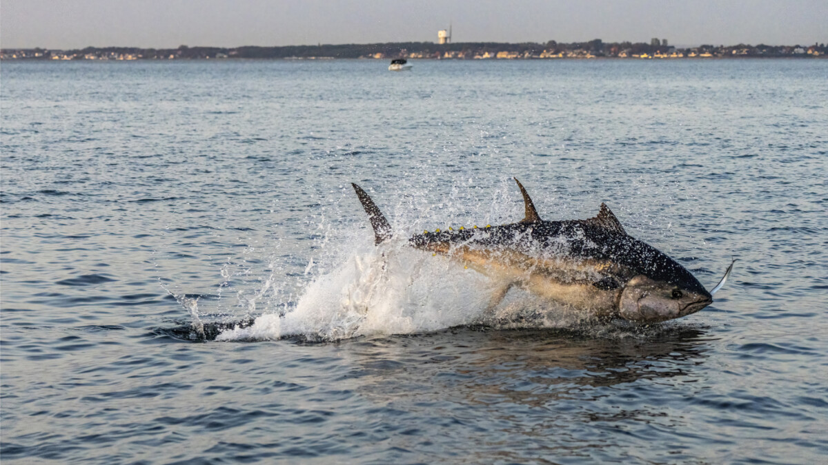 Tunfisk svømmer i store stimer i Øresund: Havbiolog spørger sig selv ...
