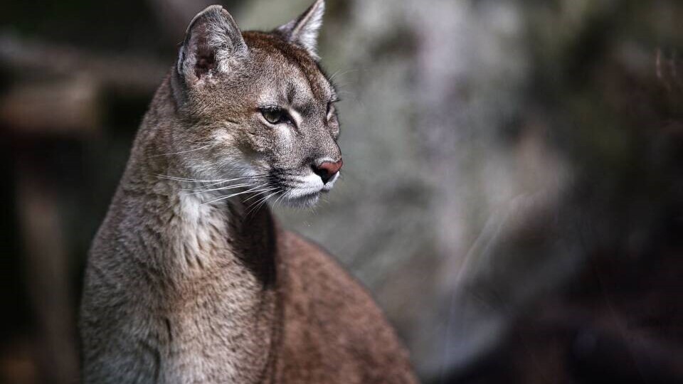 For første gang i 20 år: Puma dræber person i amerikansk delstat ...