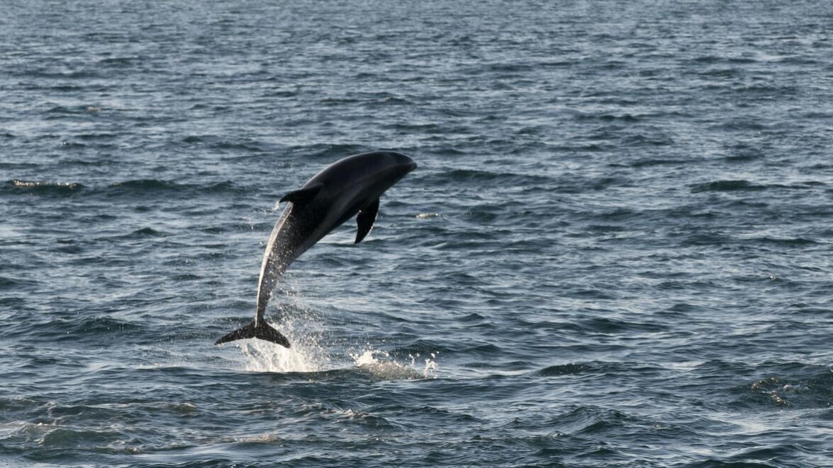 Forskning fastslår: Delfin-art yngler i indre danske farvande | Ligetil ...