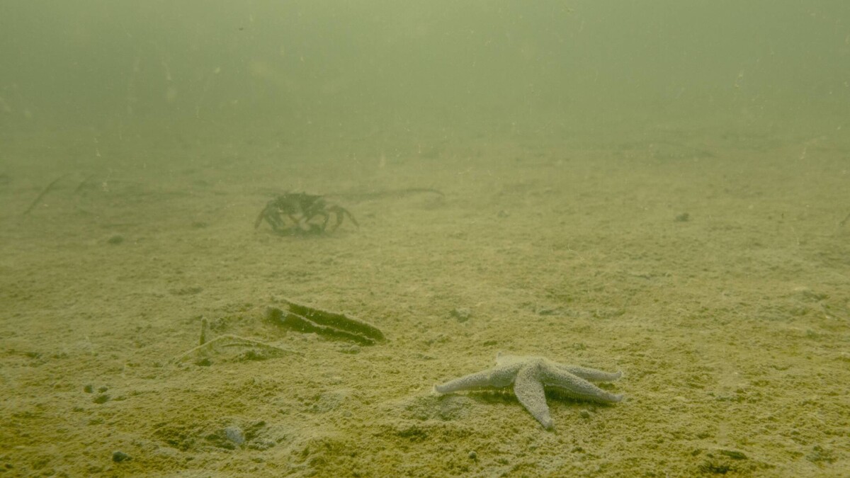 Havforsker frygter en frygtelig sommer for Danmarks havmiljø: ''Det kan ...