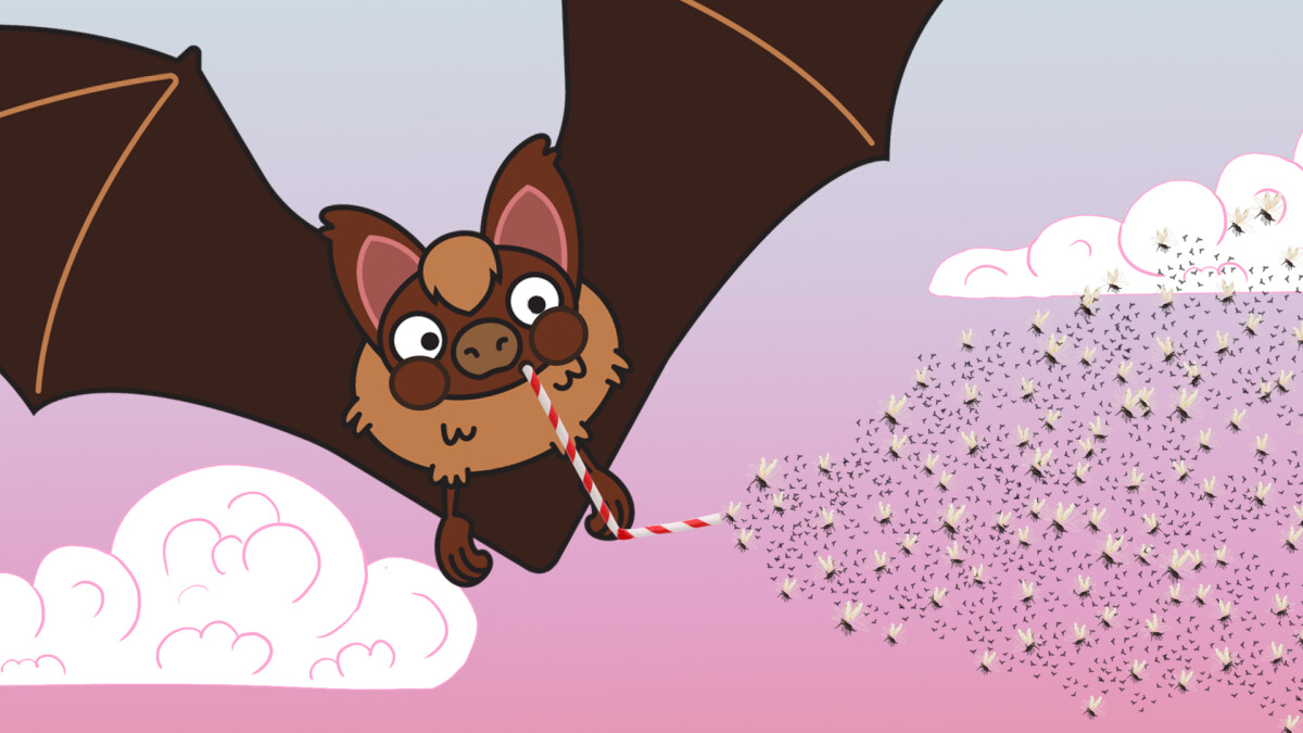 Superkraft: Flagermusen spiser 1000 myg | Natur, udeliv og science | DR